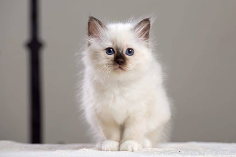 How Much Does a Birman Cat Cost? (2026 Price Guide)