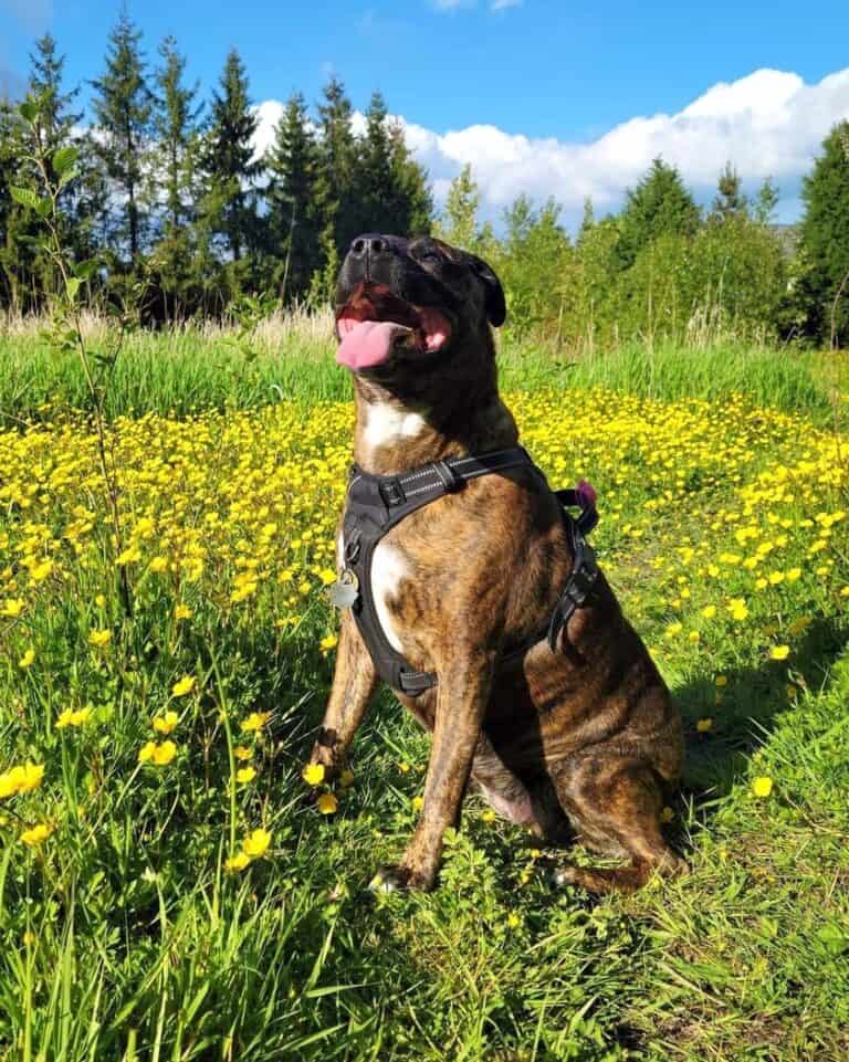 Black Mouth Cur Pitbull Mix: Info, Pictures, Facts, FAQs & More