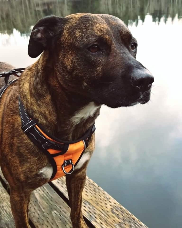 Black Mouth Cur Pitbull Mix: Info, Pictures, Facts, FAQs & More