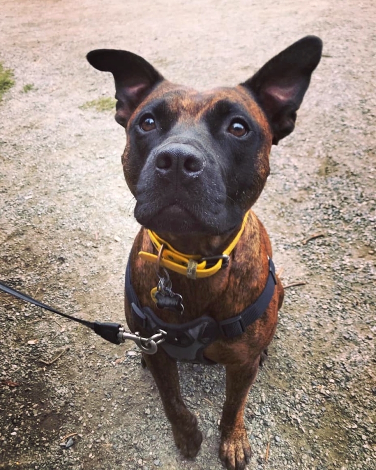 Black Mouth Cur Pitbull Mix: Info, Pictures, Facts, FAQs & More