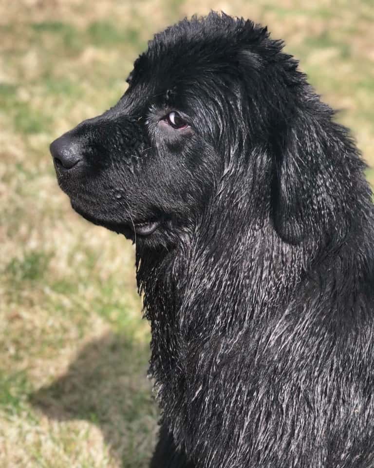 What Does Your Dog's Side-Eye (AKA Whale Eye) Really Mean?
