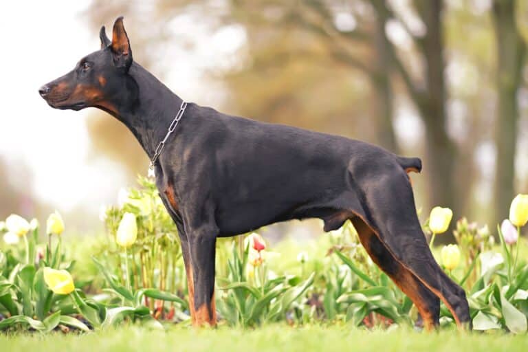 Doberman Tail Docking: Here's Everything You Need to Know