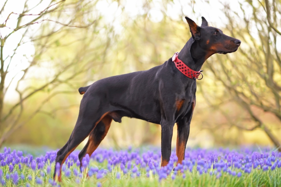 Doberman Tail Docking: Here's Everything You Need to Know