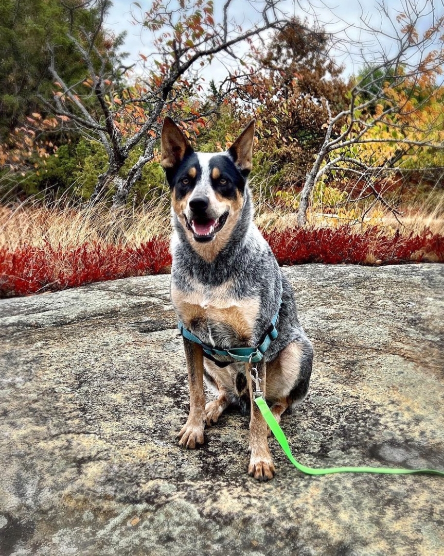 Ausky (Australian Cattle Dog & Husky Mix) Info, Pictures, Facts, FAQs ...