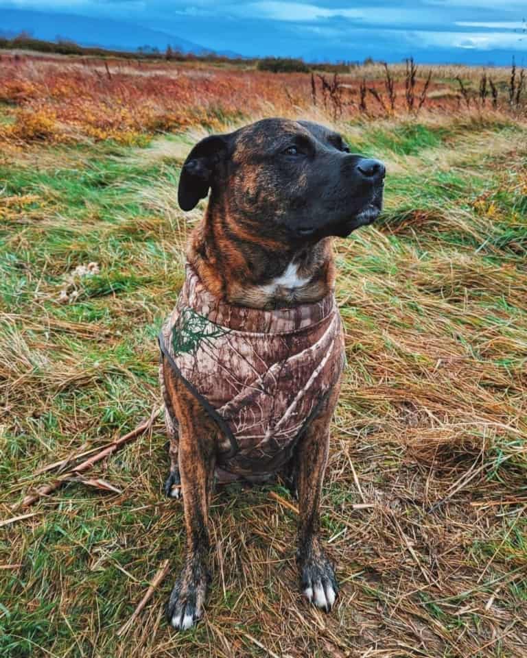 Black Mouth Cur Pitbull Mix: Info, Pictures, Facts, FAQs & More