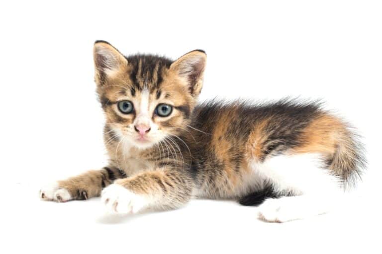 How Much Does a Calico Cat Cost? (2025 Price Guide)