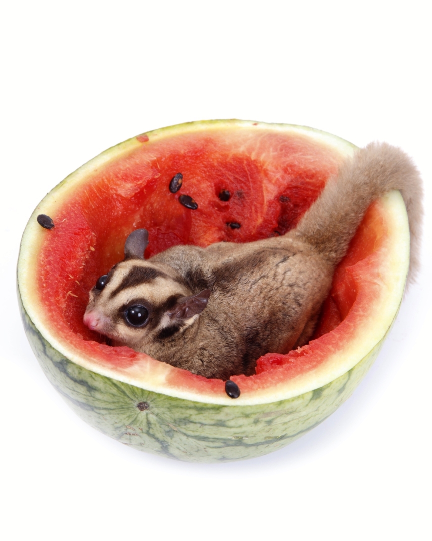20+ Sugar Glider Colors and Patterns Explained (With Pictures)