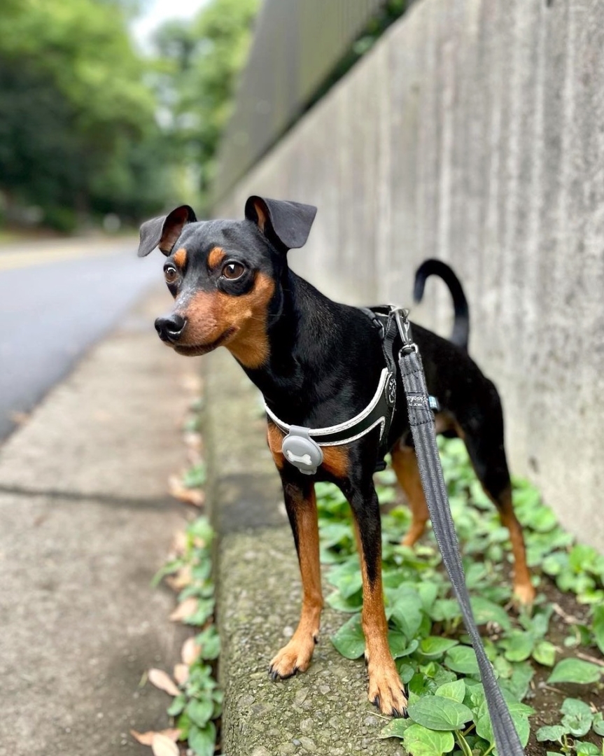 Chipin (Chihuahua & Miniature Pinscher Mix) Info, Pictures, Facts & More