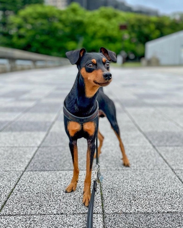 Chipin (Chihuahua & Miniature Pinscher Mix) Info, Pictures, Facts & More