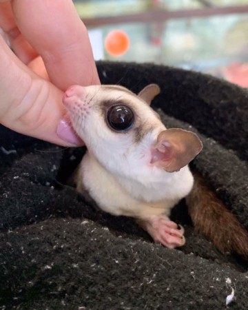 20+ Sugar Glider Colors and Patterns Explained (With Pictures)