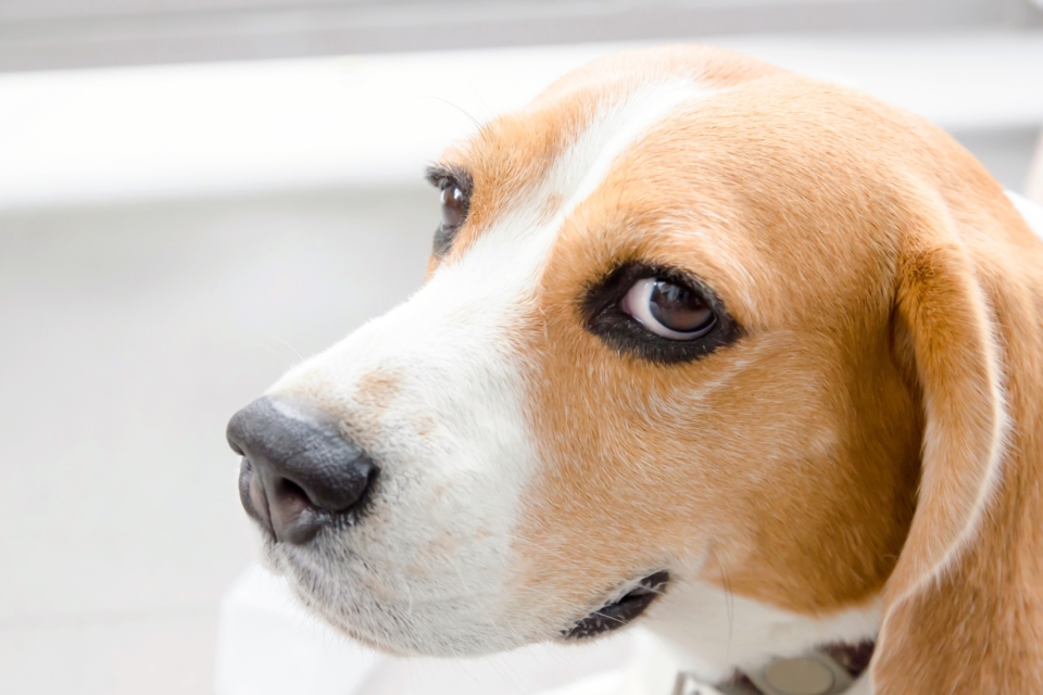 What Does Your Dog's Side-Eye (AKA Whale Eye) Really Mean?