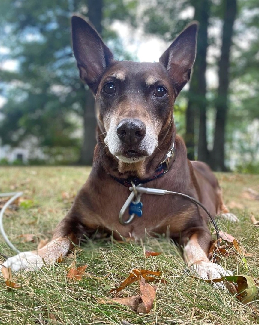 Doberman Corgi Mix: Info, Pictures, Facts, FAQs & More