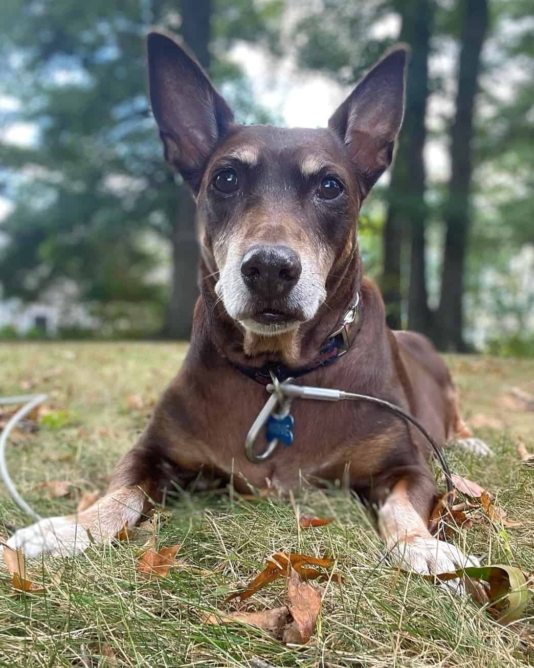 Doberman Corgi Mix: Info, Pictures, Facts, FAQs & More