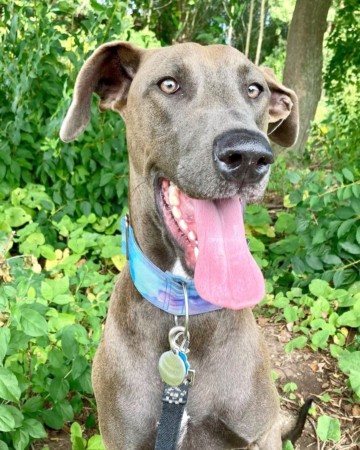 Doberdane (Doberman & Great Dane Mix) Info, Pictures, Facts, FAQs & More