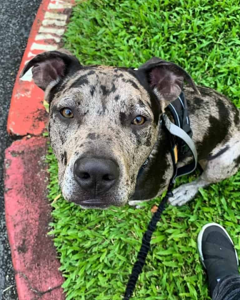 Pitahoula (Catahoula & Pitbull Mix) Info, Pictures, Facts, FAQs & More