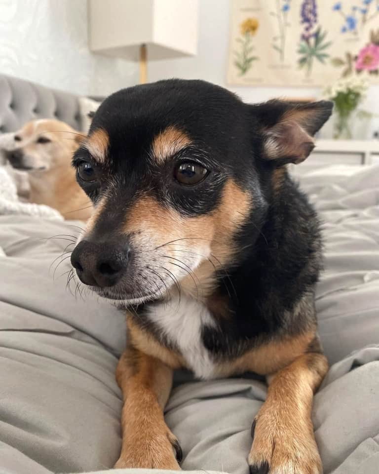 Doberman Chihuahua Mix | Dog Breed Info, Facts & Pictures