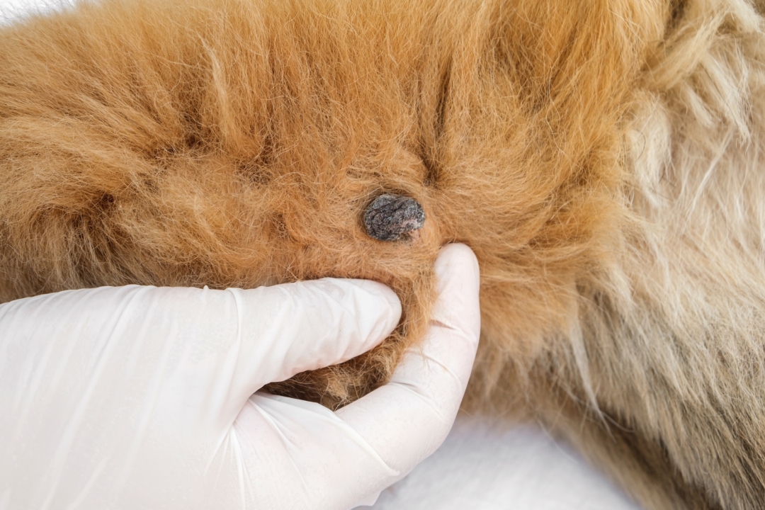 13 Pictures of Dog Tumors, Cysts, Lumps & Warts