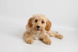 How Much Does a Cockapoo Cost? (2025 Price Guide)
