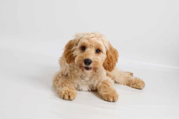 How Much Does a Cockapoo Cost? (2025 Price Guide)