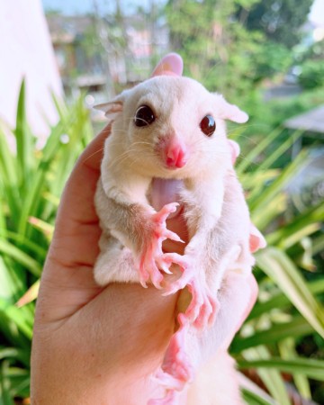 20+ Sugar Glider Colors and Patterns Explained (With Pictures)