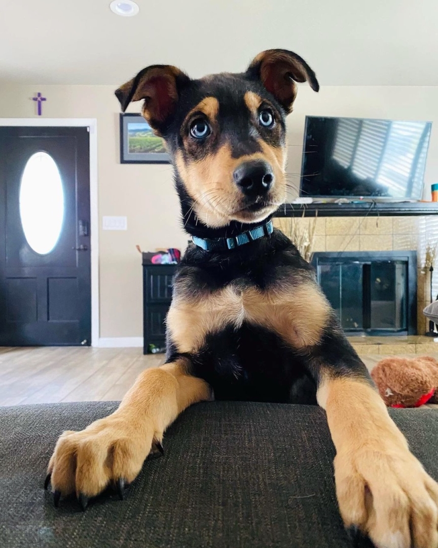 Dobsky (Doberman & Husky Mix) Info, Pictures, Facts, FAQs & More