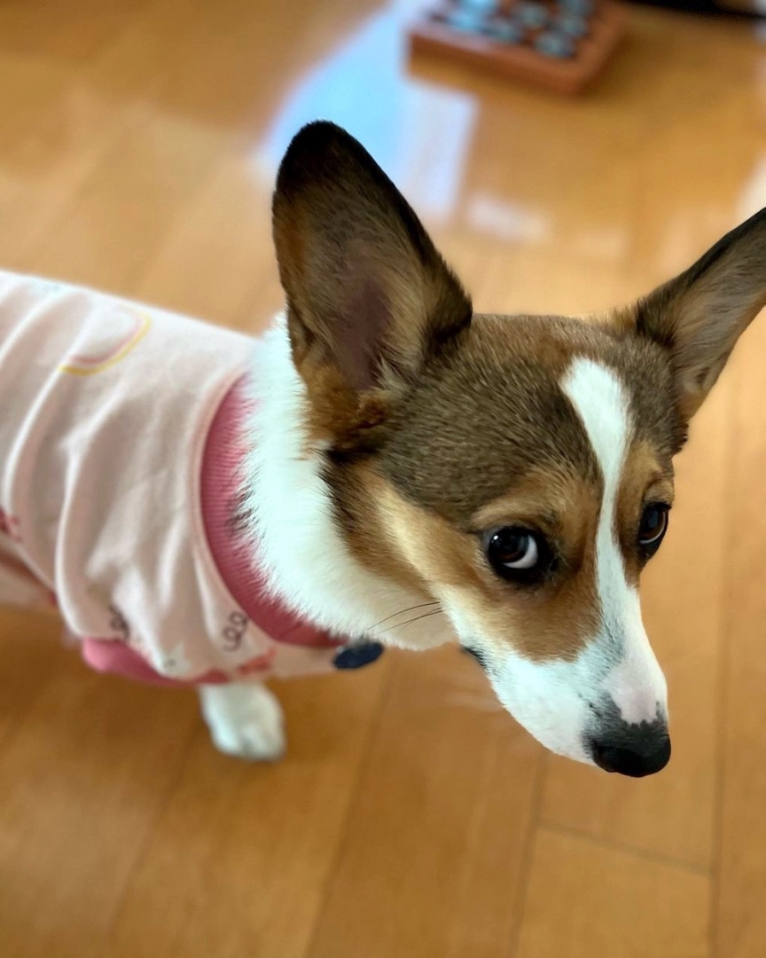 What Does Your Dog's Side-Eye (AKA Whale Eye) Really Mean?