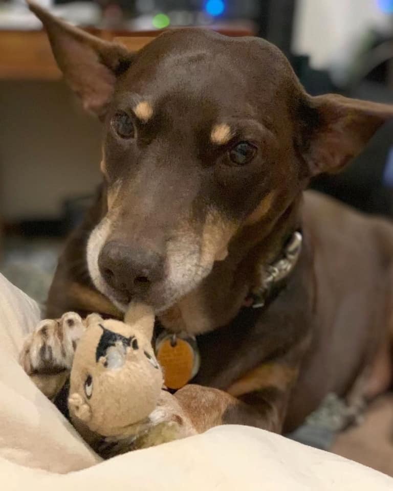 Doberman Corgi Mix: Info, Pictures, Facts, FAQs & More