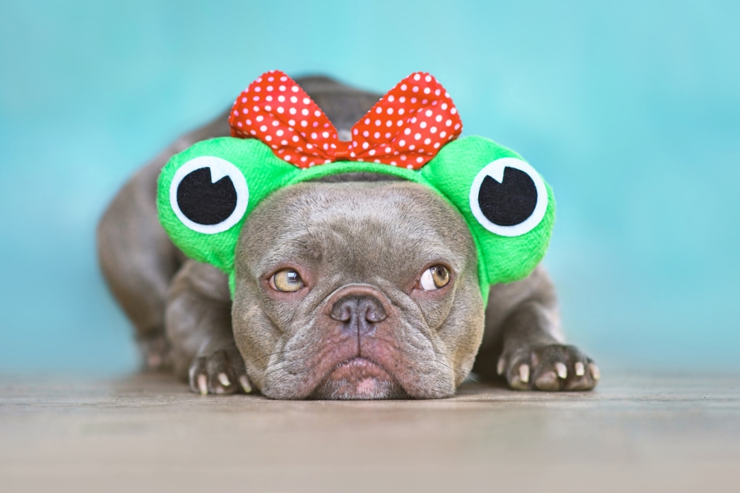 What Does Your Dog's Side-Eye (AKA Whale Eye) Really Mean?