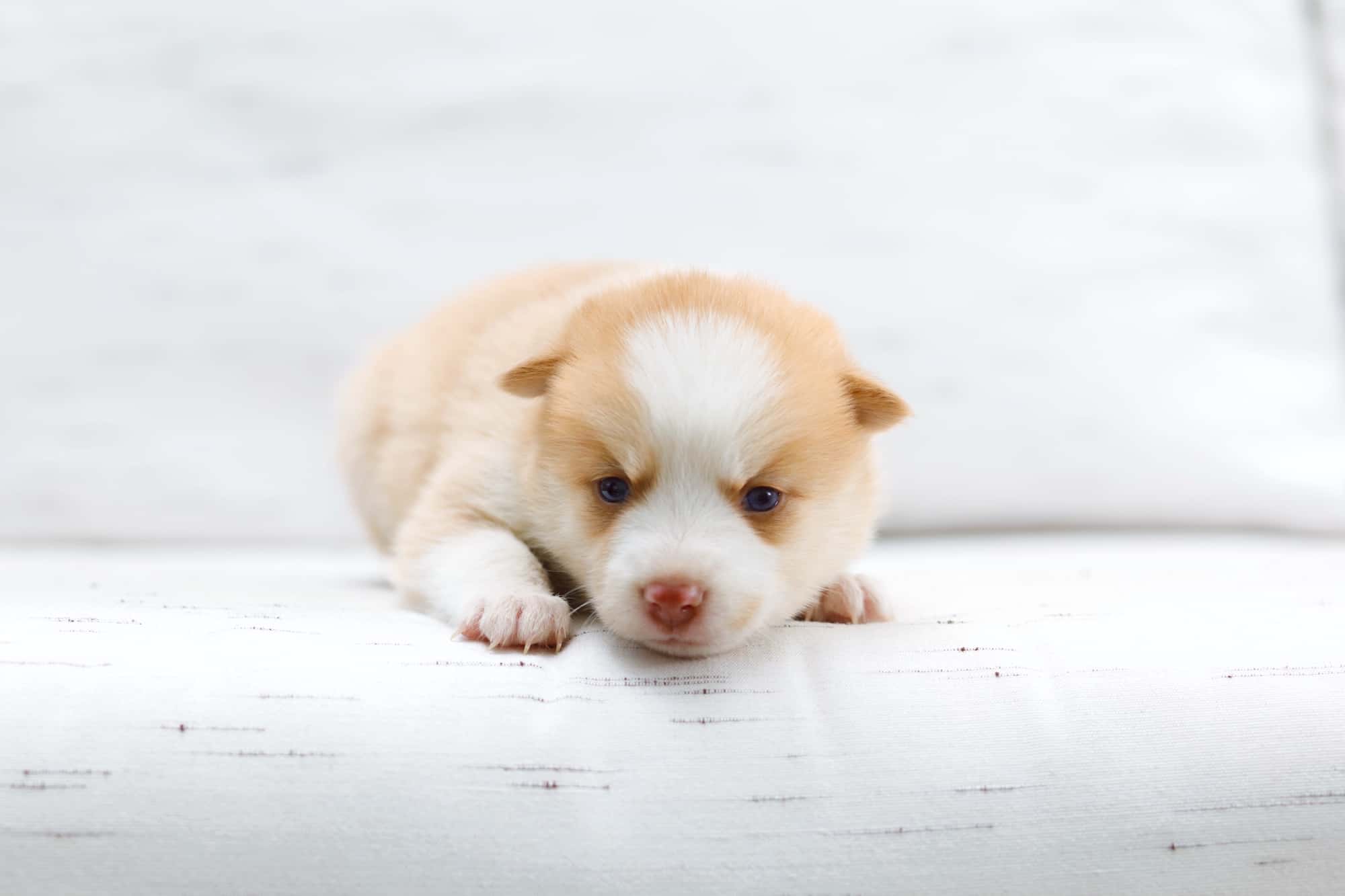 10 Best Pomsky Breeders (2025): Our Top 10 Picks!