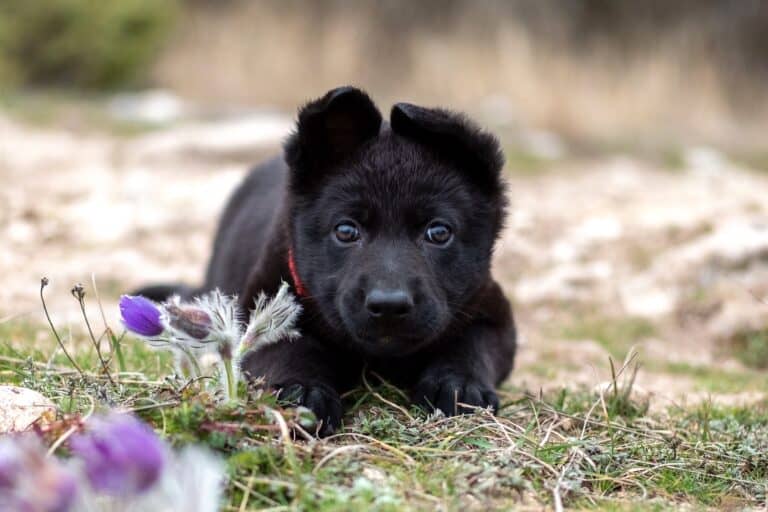 40+ Pictures of Baby German Shepherds to Brighten Your Day