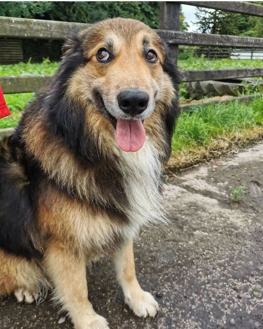What Does Your Dog's Side-Eye (AKA Whale Eye) Really Mean?