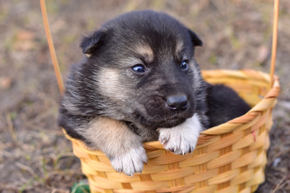 40+ Pictures of Baby German Shepherds to Brighten Your Day