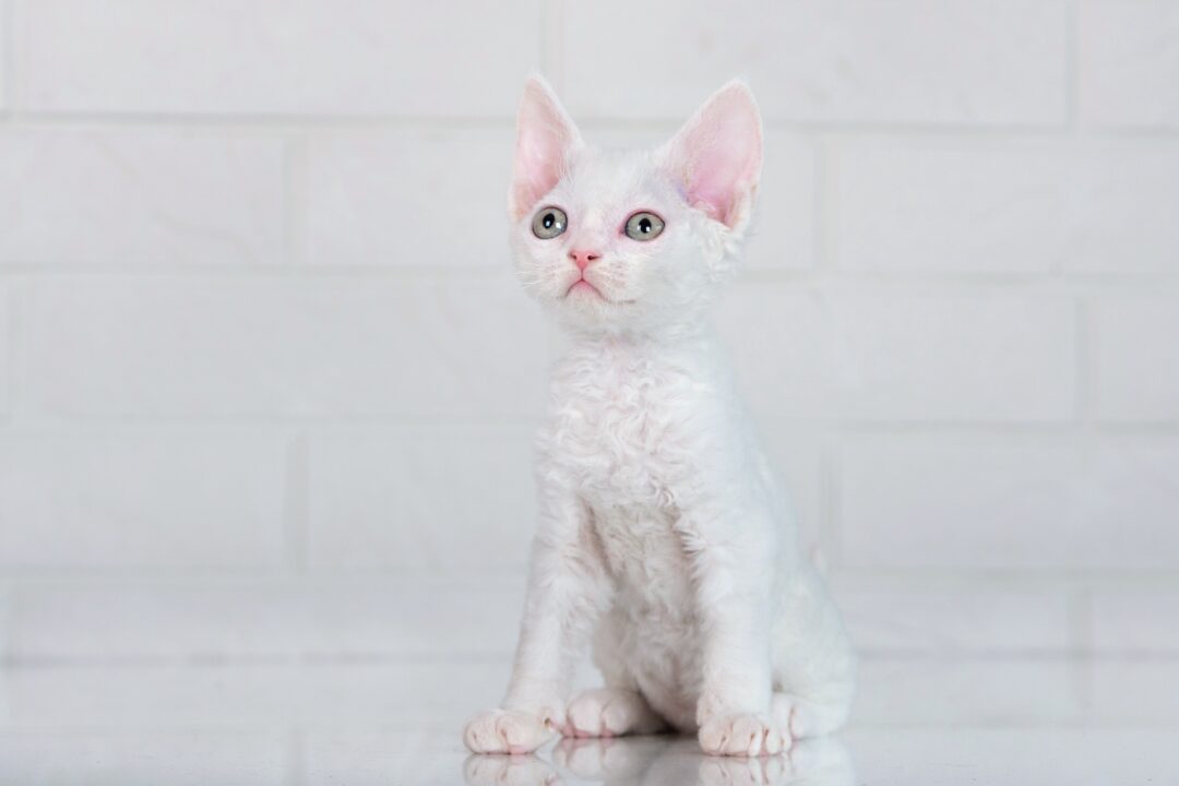 How Much Does a Devon Rex Cost? (2025 Price Guide)
