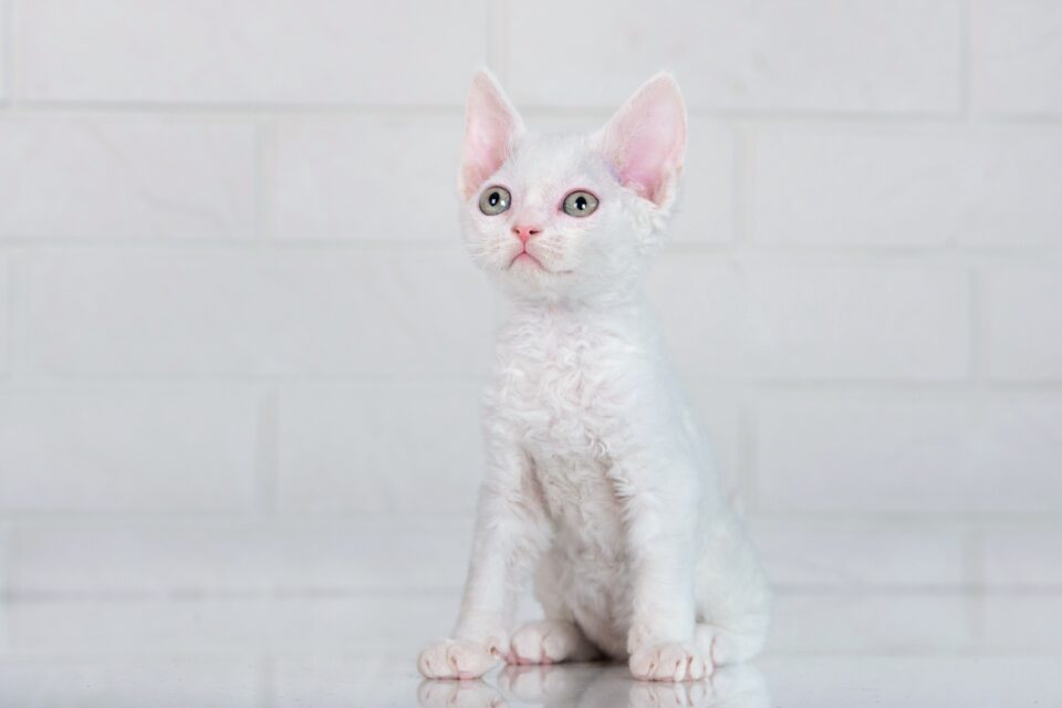 How Much Does a Devon Rex Cost? (2025 Price Guide)