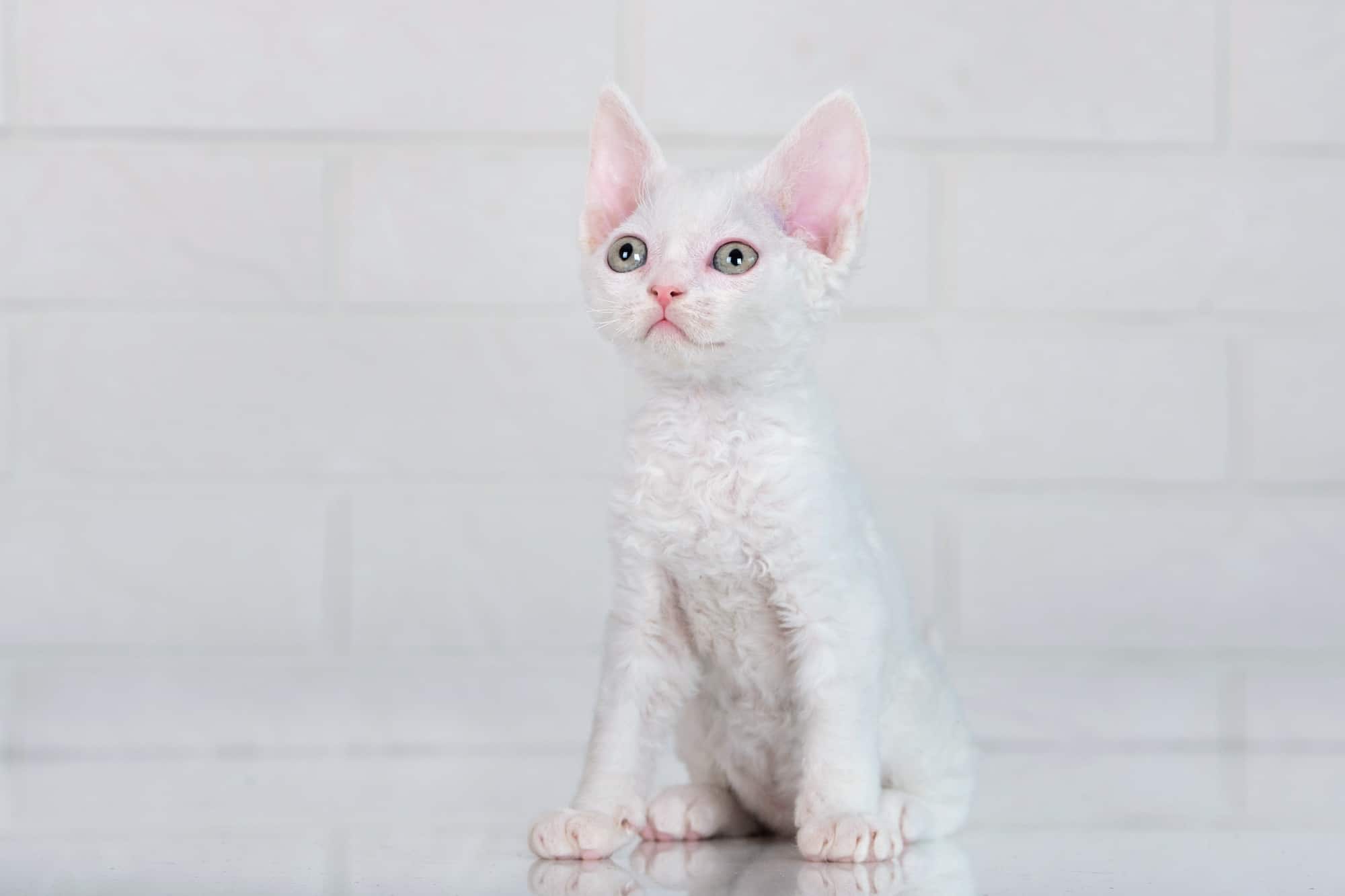 How Much Does a Devon Rex Cost? (2025 Price Guide)