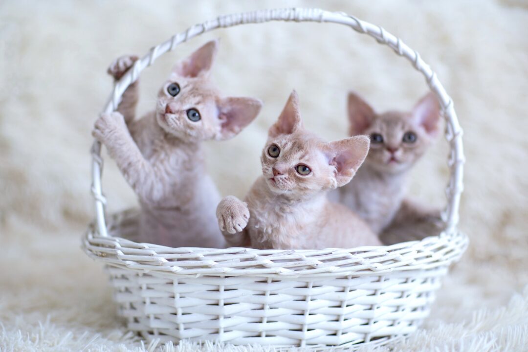 How Much Does a Devon Rex Cost? (2025 Price Guide)