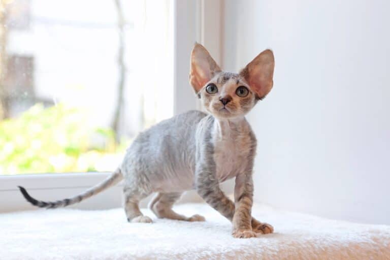 How Much Does a Devon Rex Cost? (2025 Price Guide)