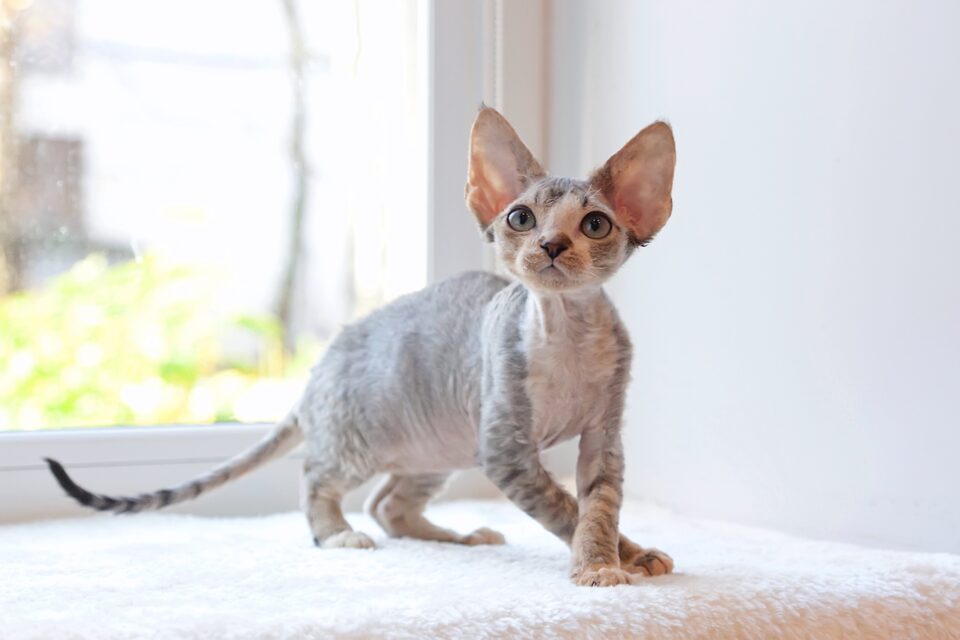 How Much Does a Devon Rex Cost? (2025 Price Guide)