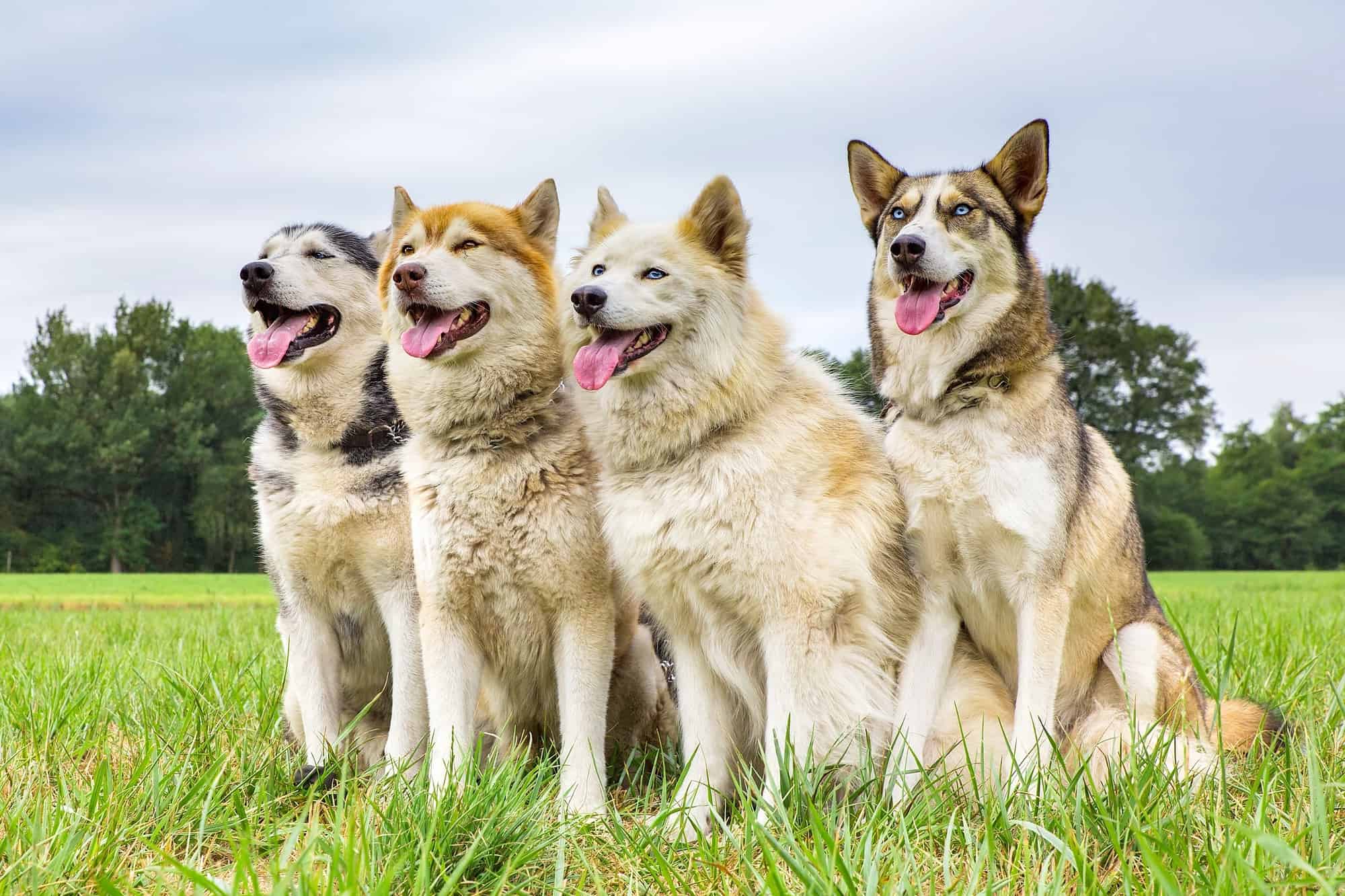 Are There Different Types Of Husky Dogs