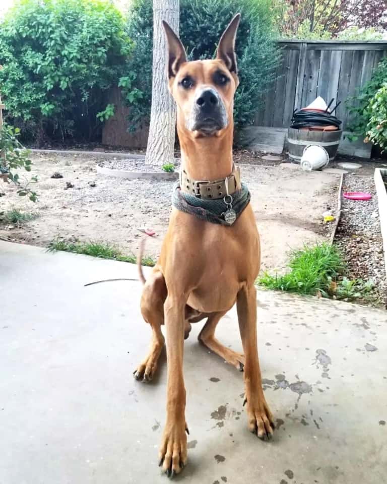 Doberdane (Doberman & Great Dane Mix) Info, Pictures, Facts, FAQs & More