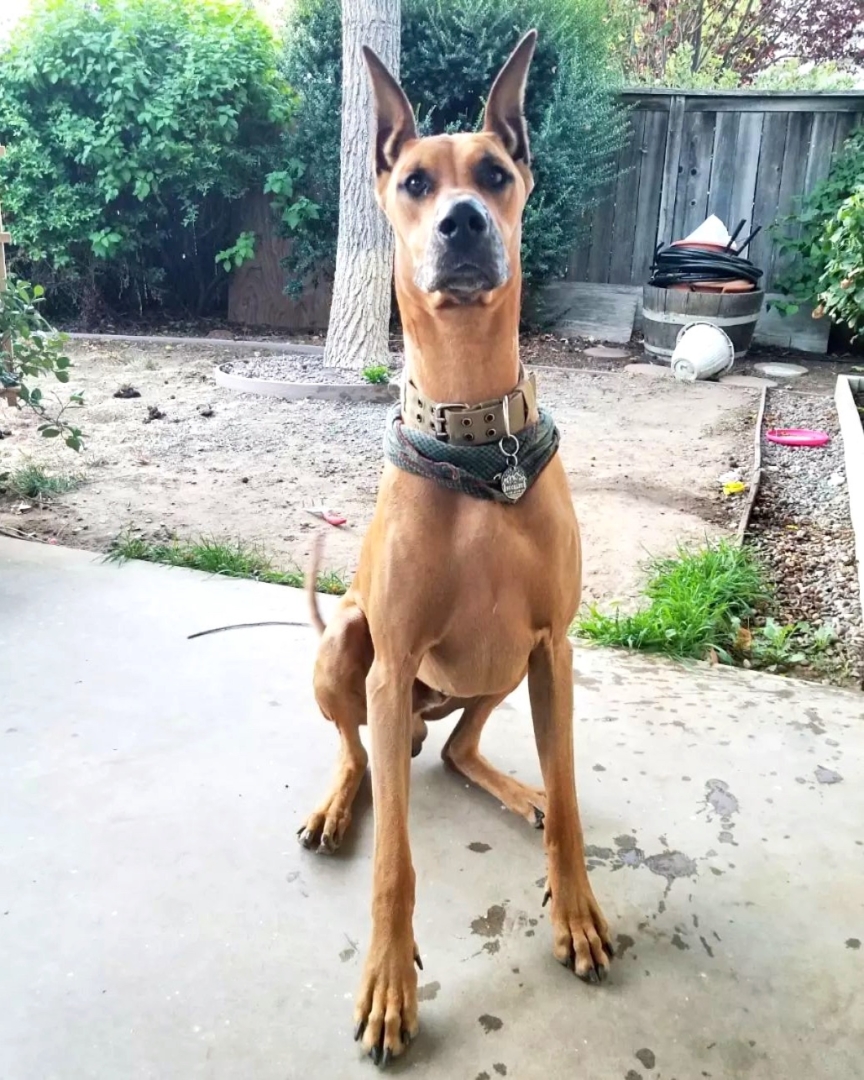 Doberdane (Doberman & Great Dane Mix) Info, Pictures, Facts, FAQs & More