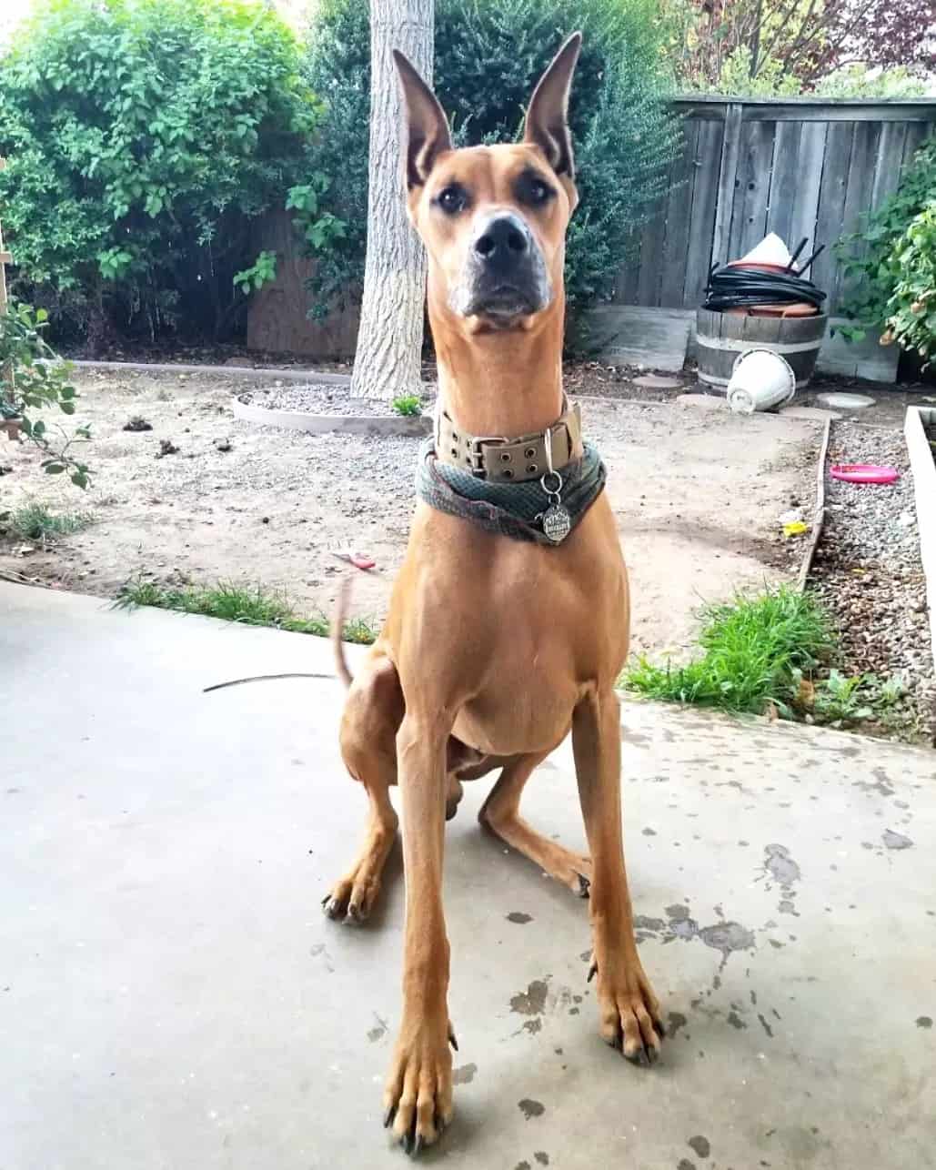 Doberdane (Doberman & Great Dane Mix) Info, Pictures, Facts, FAQs & More