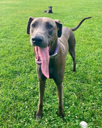 Doberdane (Doberman & Great Dane Mix) Info, Pictures, Facts, FAQs & More