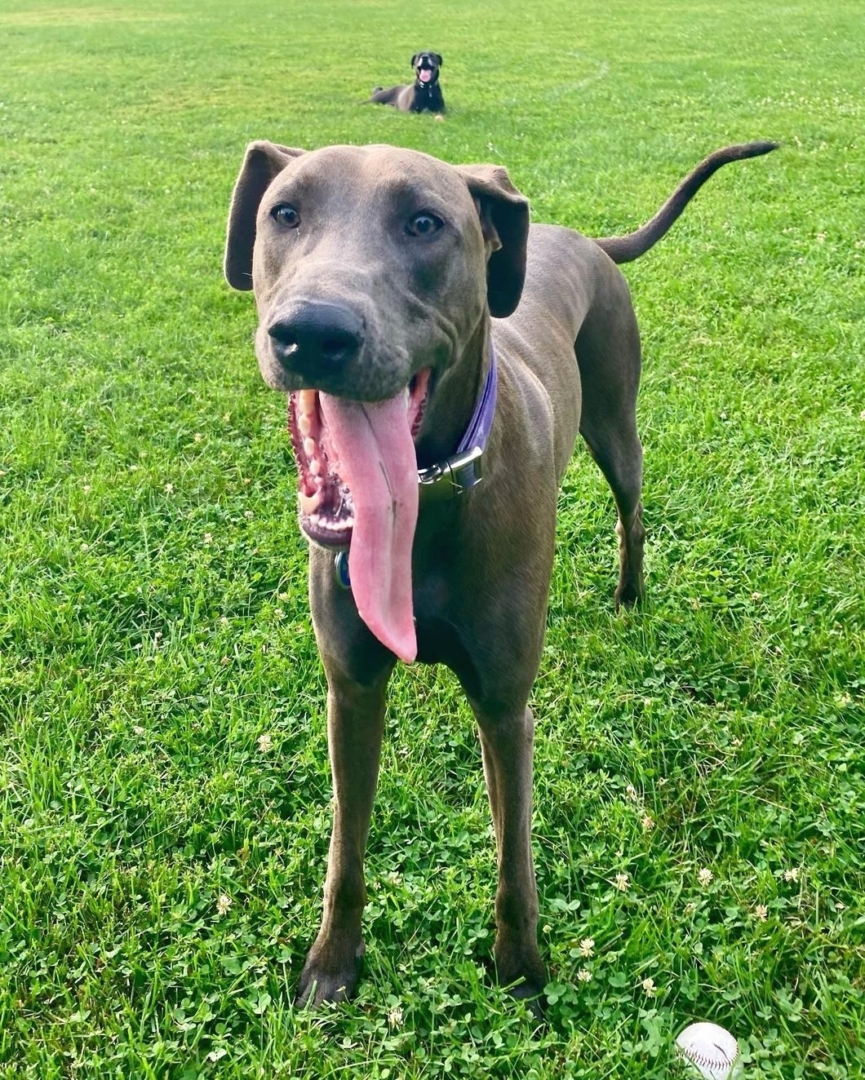 Doberdane (Doberman & Great Dane Mix) Info, Pictures, Facts, FAQs & More