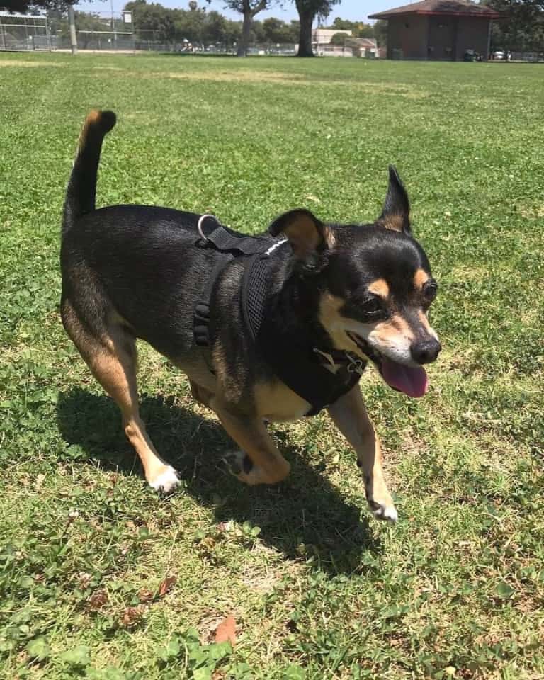 Doberman Chihuahua Mix | Dog Breed Info, Facts & Pictures