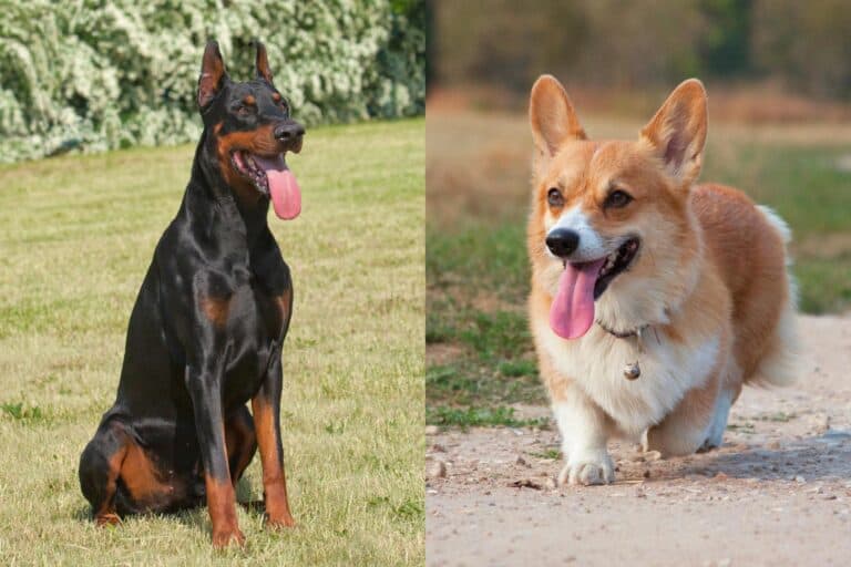 Doberman Corgi Mix: Info, Pictures, Facts, FAQs & More