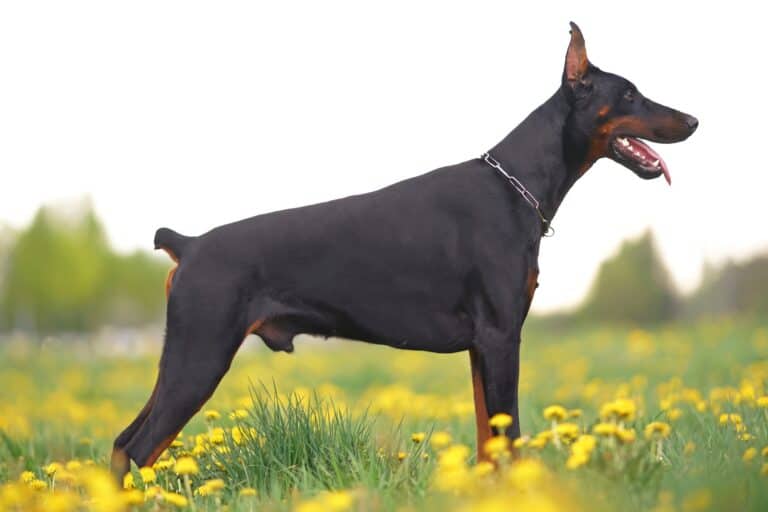 Doberman Tail Docking: Here's Everything You Need to Know