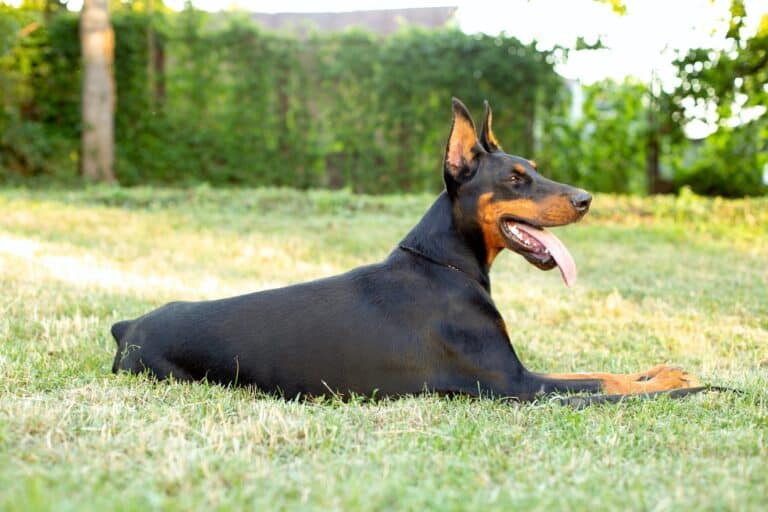 Doberman Tail Docking: Here's Everything You Need to Know