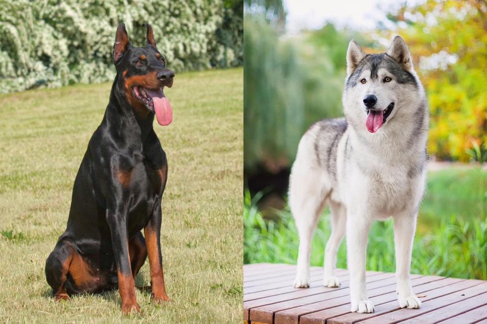 Dobsky (Doberman & Husky Mix) Info, Pictures, Facts, FAQs & More