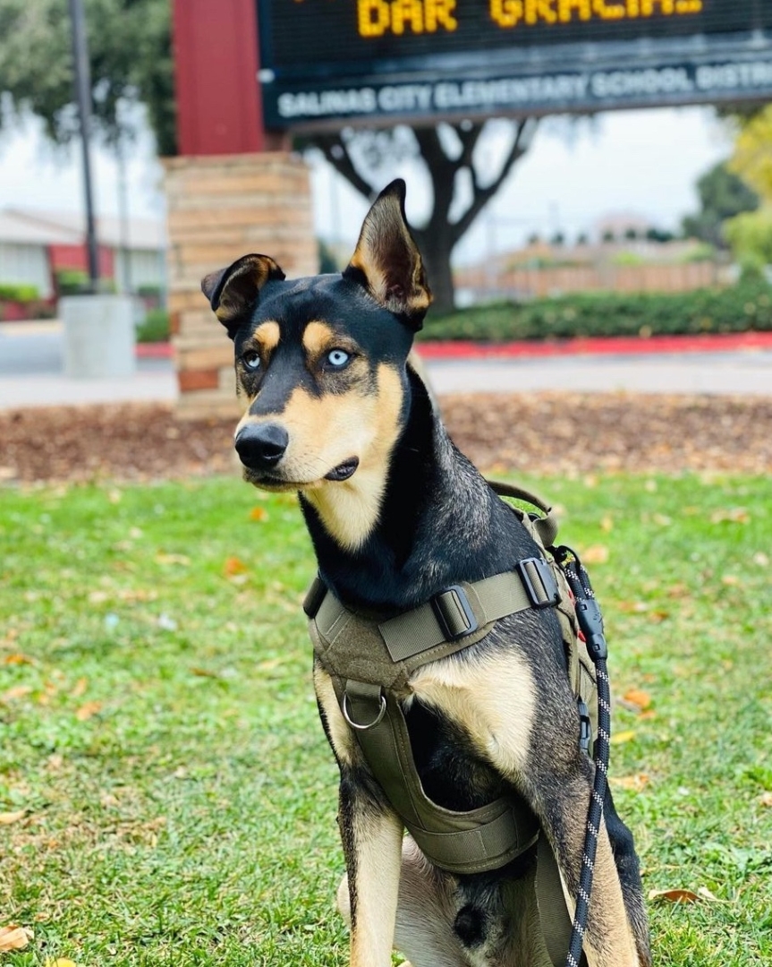 Dobsky (Doberman & Husky Mix) Info, Pictures, Facts, FAQs & More